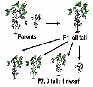 Mono Hybrid Cross by Mendel | BIOZOOM